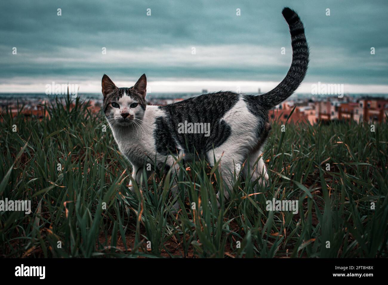 A street cat relaxing in the green nature in a foggy atmosphere Stock ...