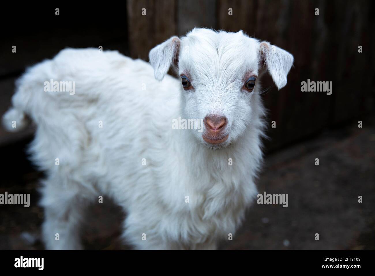 Cute little goatlings at sunny day in rural private farm Stock Photo ...