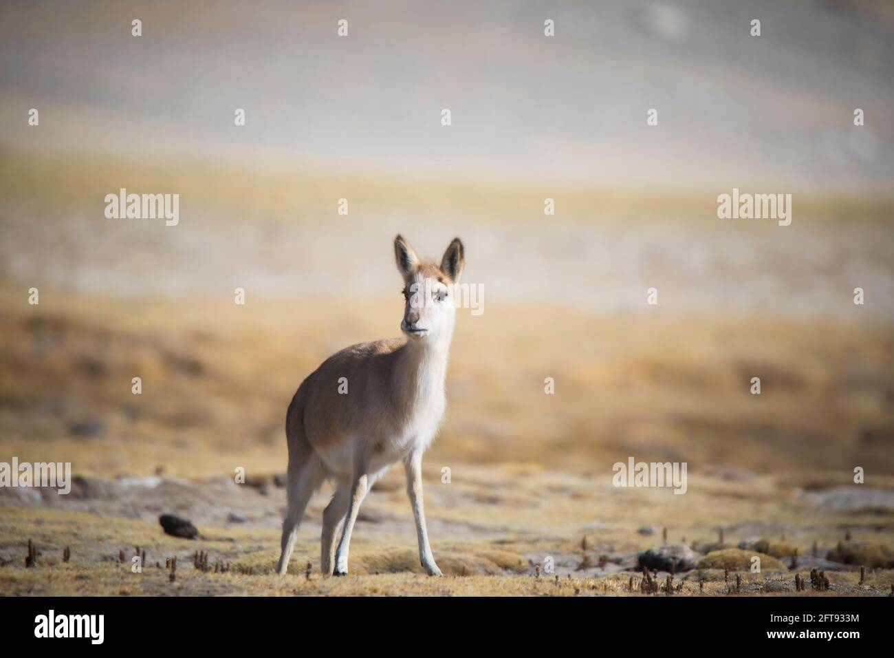 Tibetan Gazelle, Procapra picticaudata, Gurudonmar, Sikkim, India Stock ...
