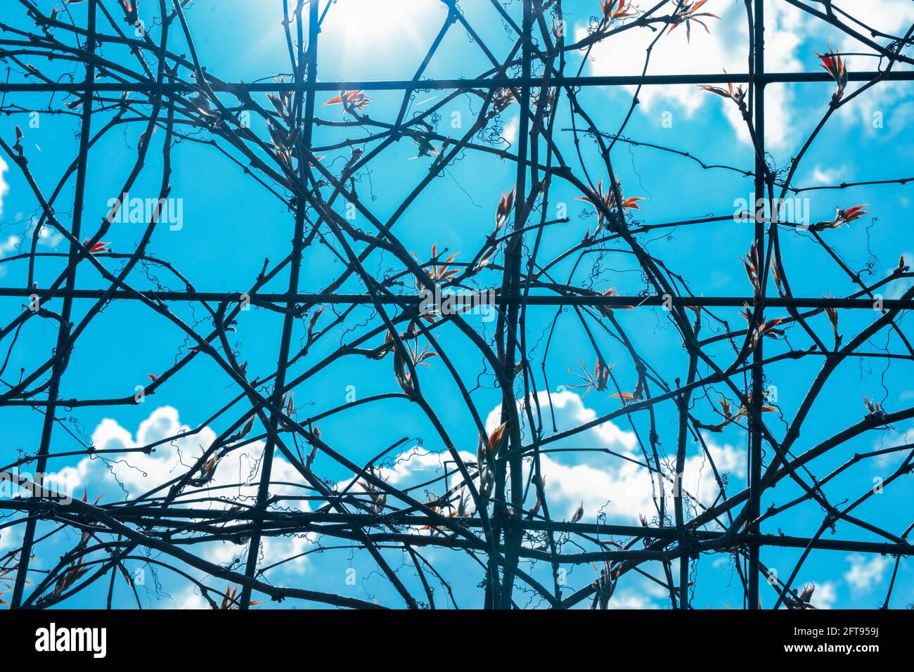 Branches of green leaves intertwined with coils of razor greenhouse ...