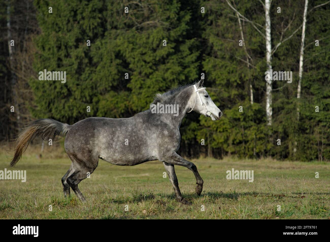 Gray horse in halter running in the field Stock Photo - Alamy