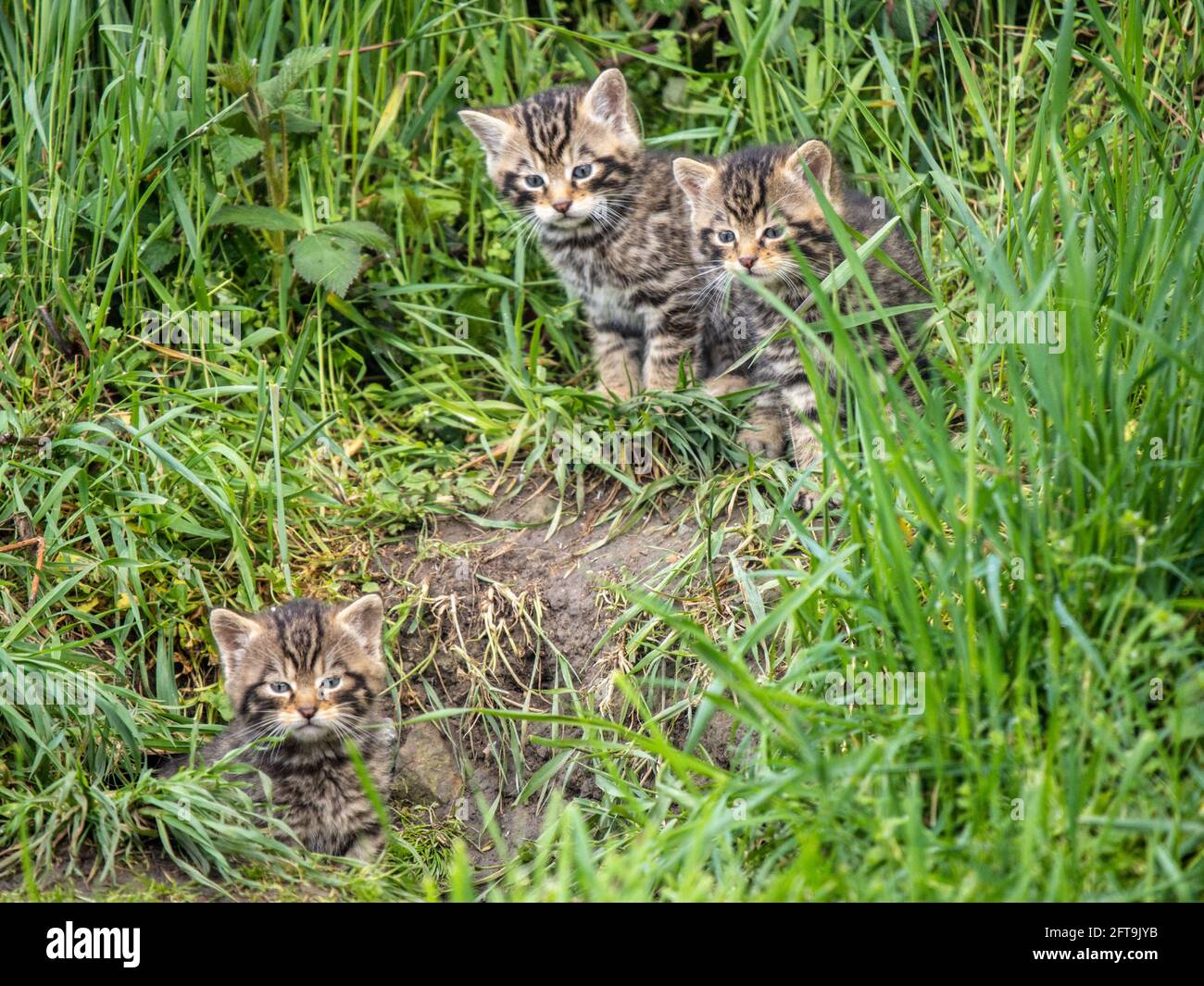 Scottish Wildcat Kittens Stock Photo - Alamy