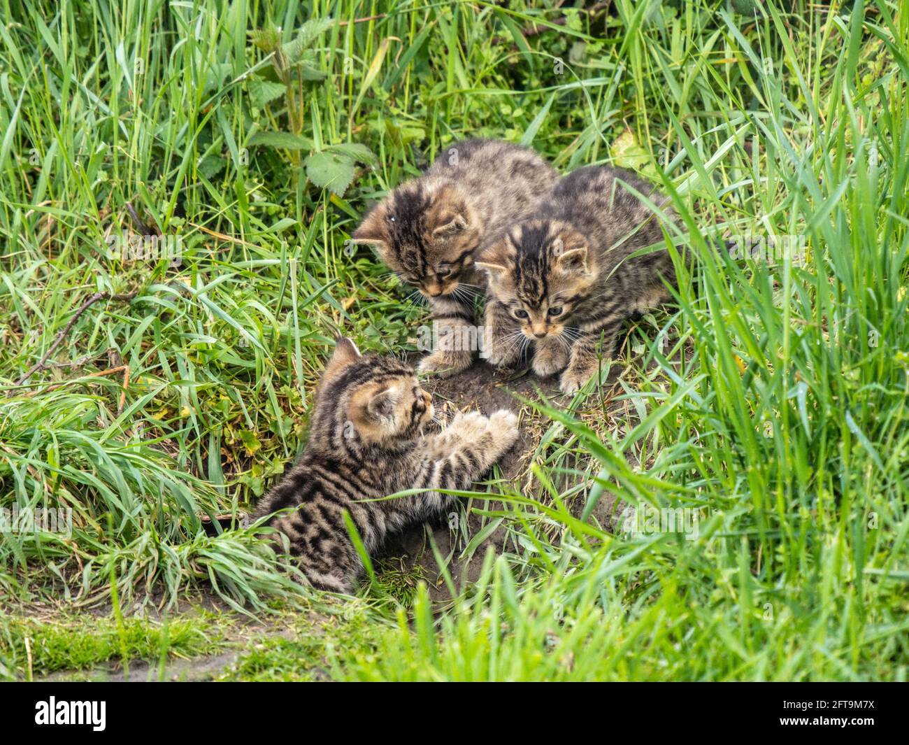 Scottish Wildcat Kittens Stock Photo - Alamy