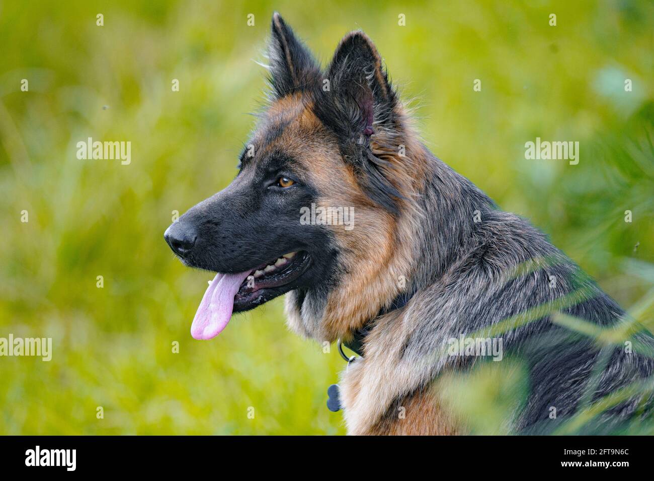Beautiful german shepherd hi-res stock photography and images - Alamy