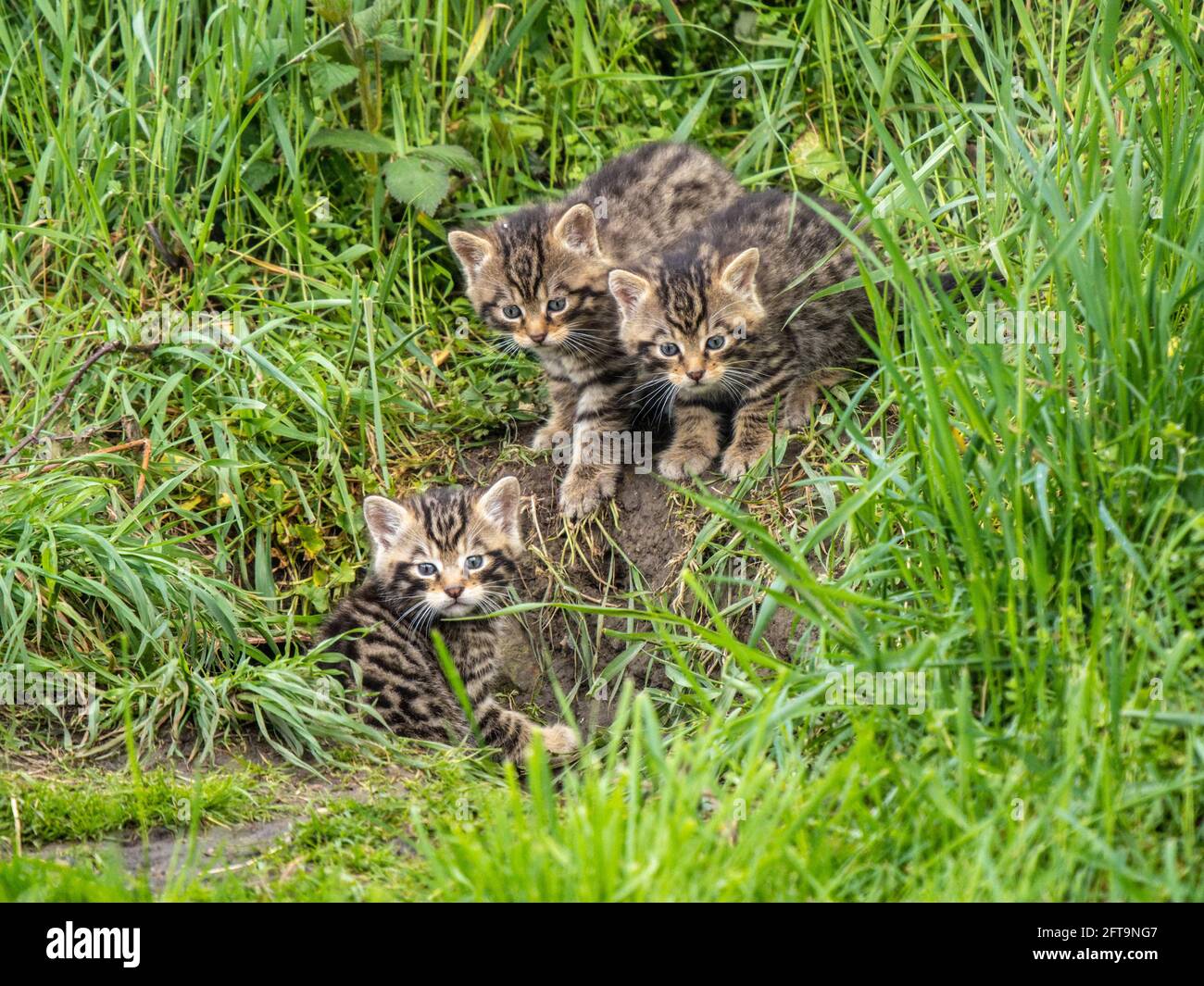 Scottish Wildcat Kittens Stock Photo - Alamy