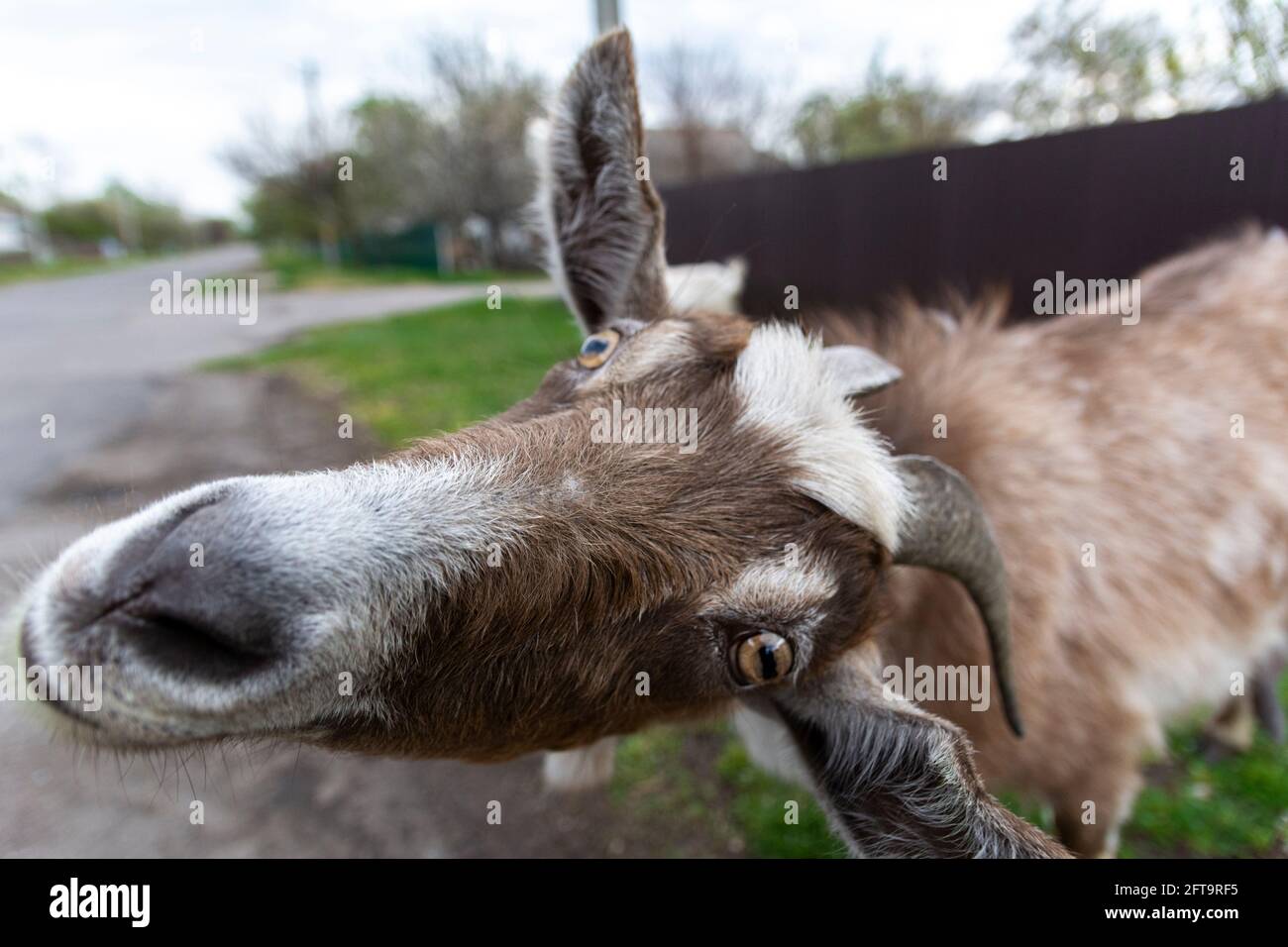 Grey goat portrait. Spring day, countryside, goat close-up shot Stock ...