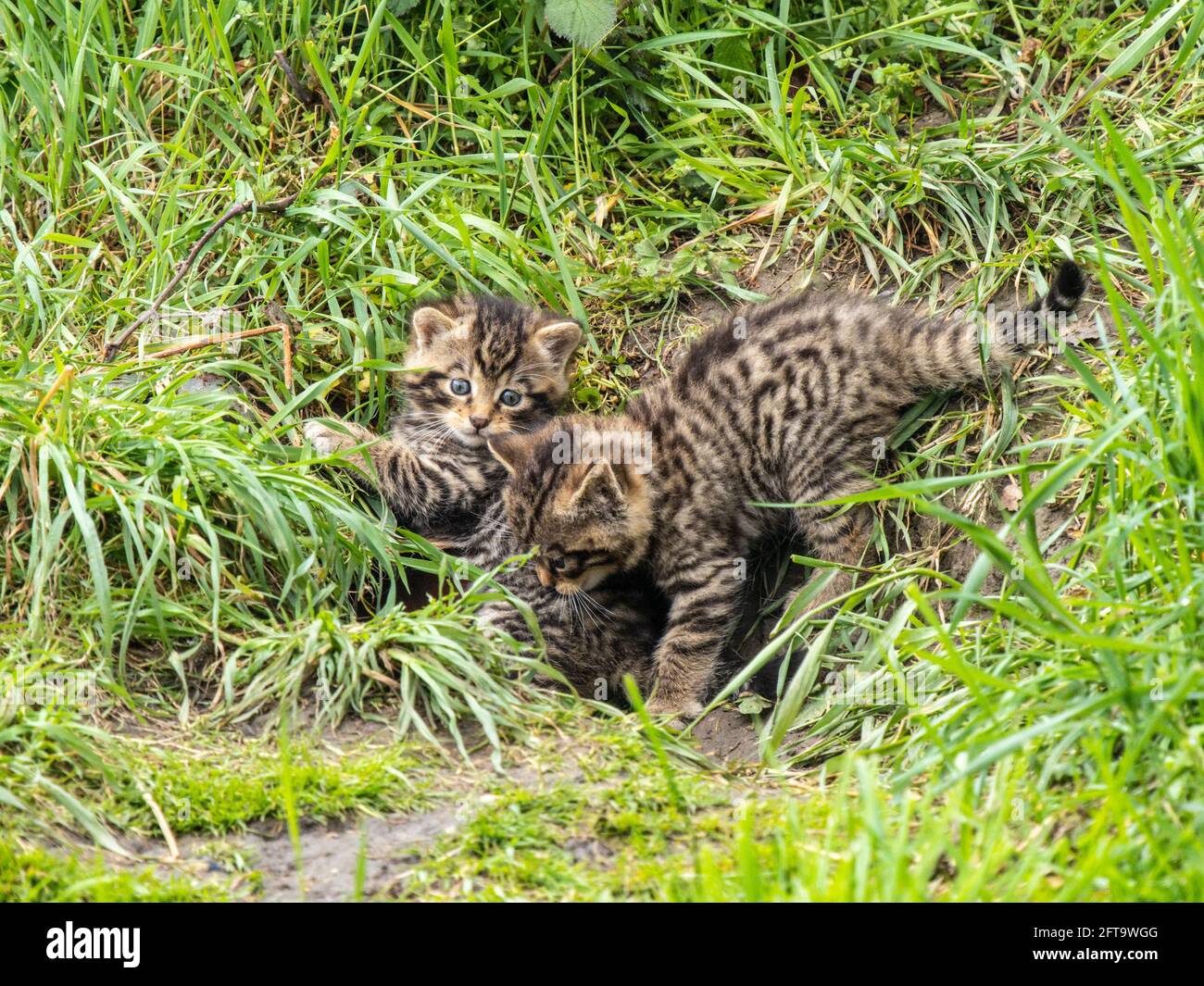 Scottish Wildcat Kittens Stock Photo - Alamy