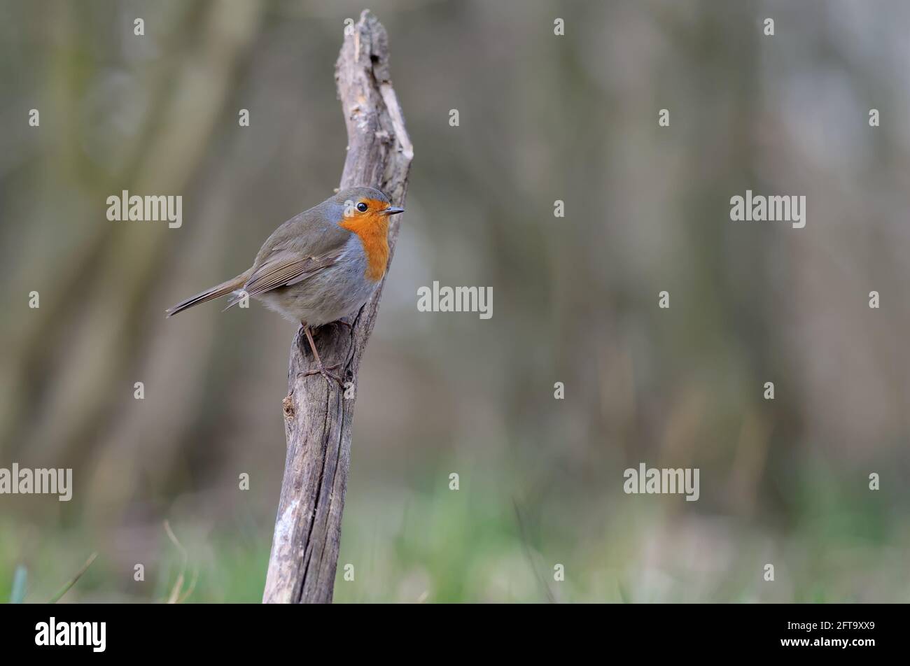 Robin pose hi-res stock photography and images - Alamy