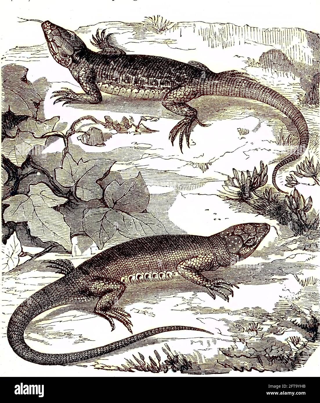 Green lizard, Lacerta viridis, and pearl lizard, Lacerta ocellata ...