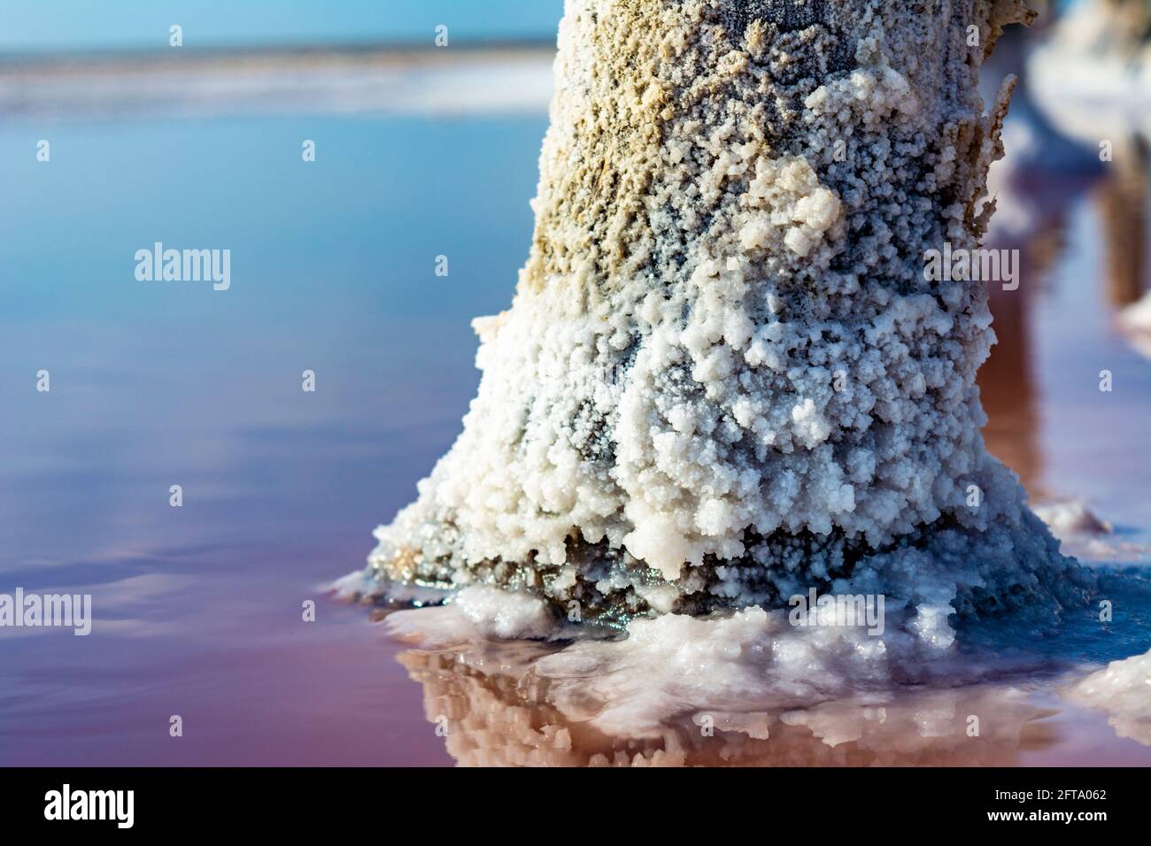 Pink salt lake in the south of Ukraine. salt crystals on wooden posts ...