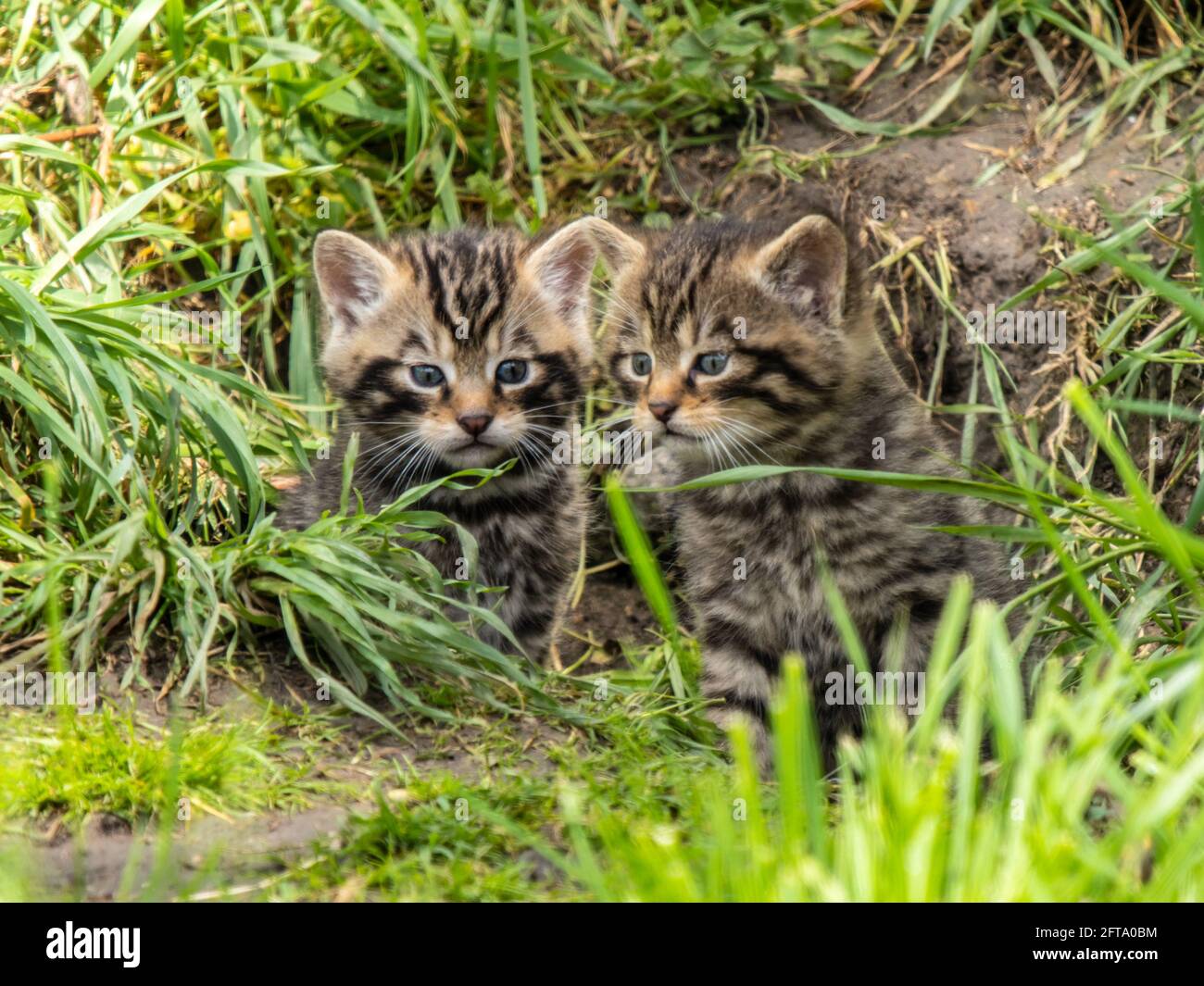 Scottish Wildcat Kittens Stock Photo - Alamy