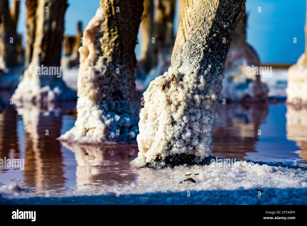 Pink salt lake in the south of Ukraine. salt crystals on wooden posts ...