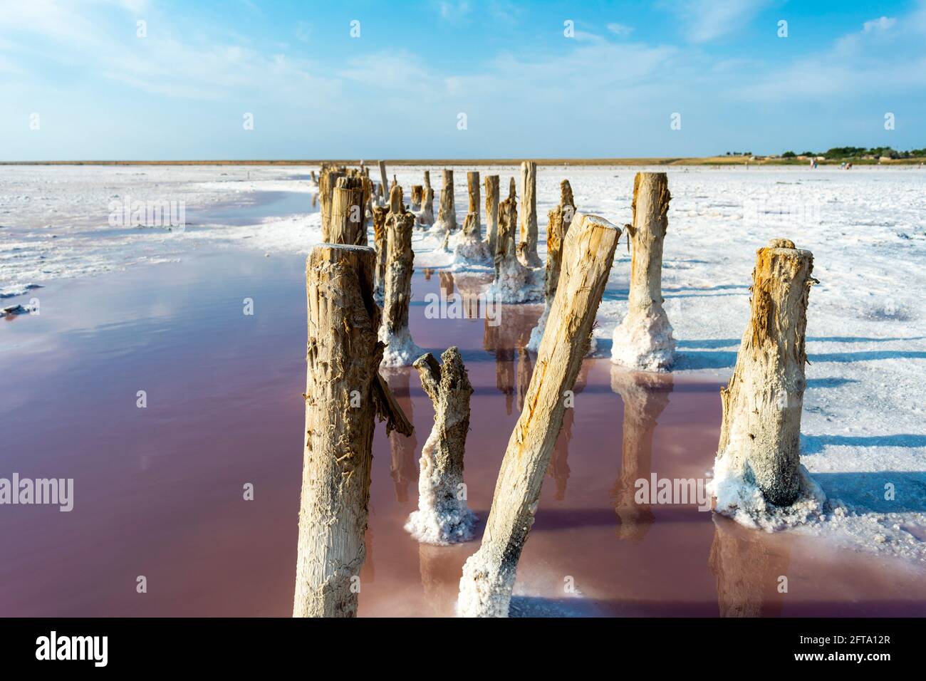 Pink salt lake in the south of Ukraine. salt crystals on wooden posts ...