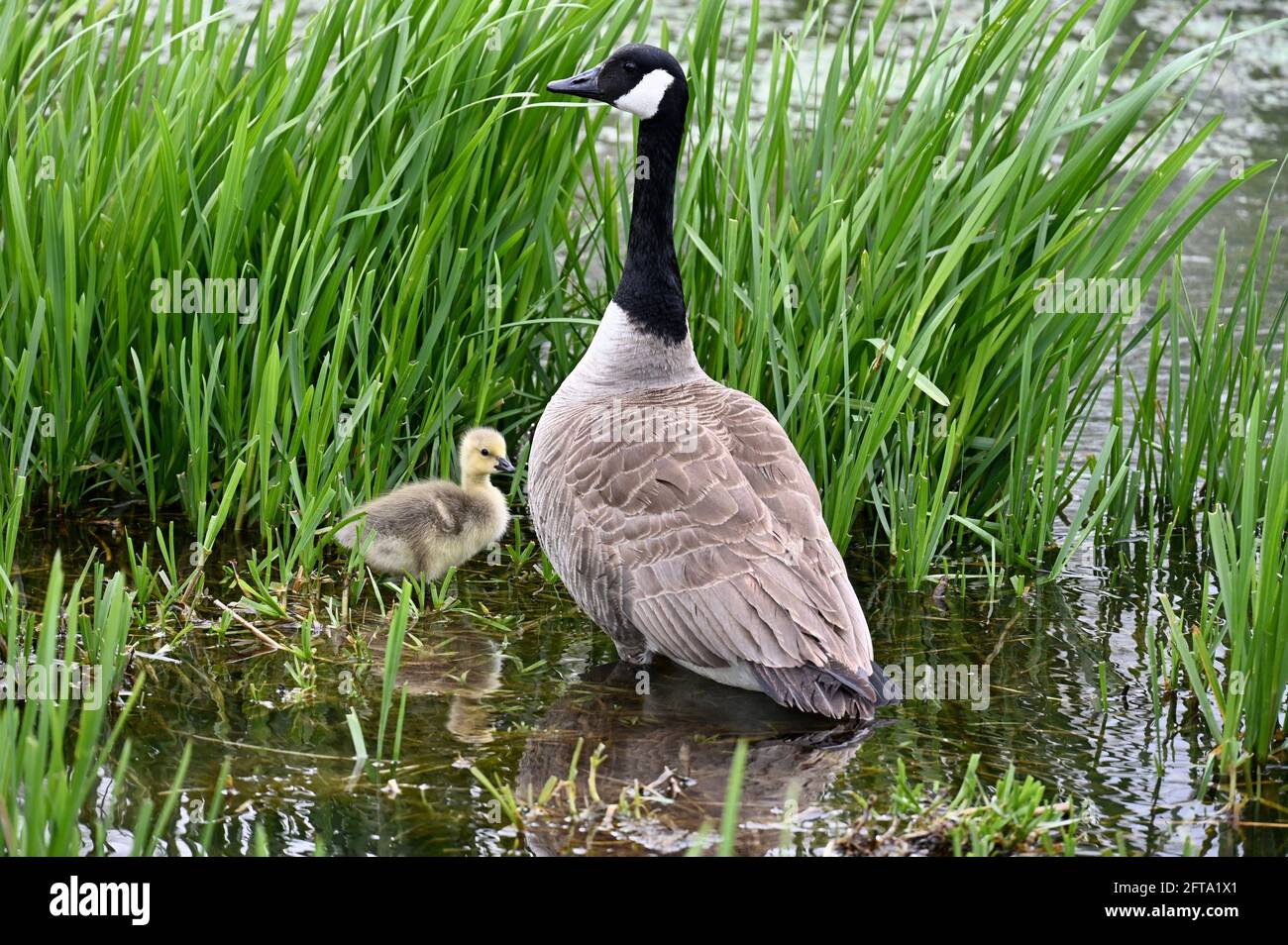 Canadian Goose (Branta Canadensis) with gosling, River Cray, Foots Cray ...