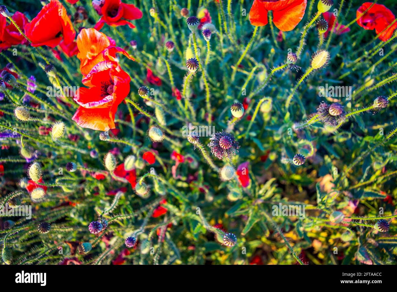 Red poppies flowers and heads, green grass and other purple vetch ...