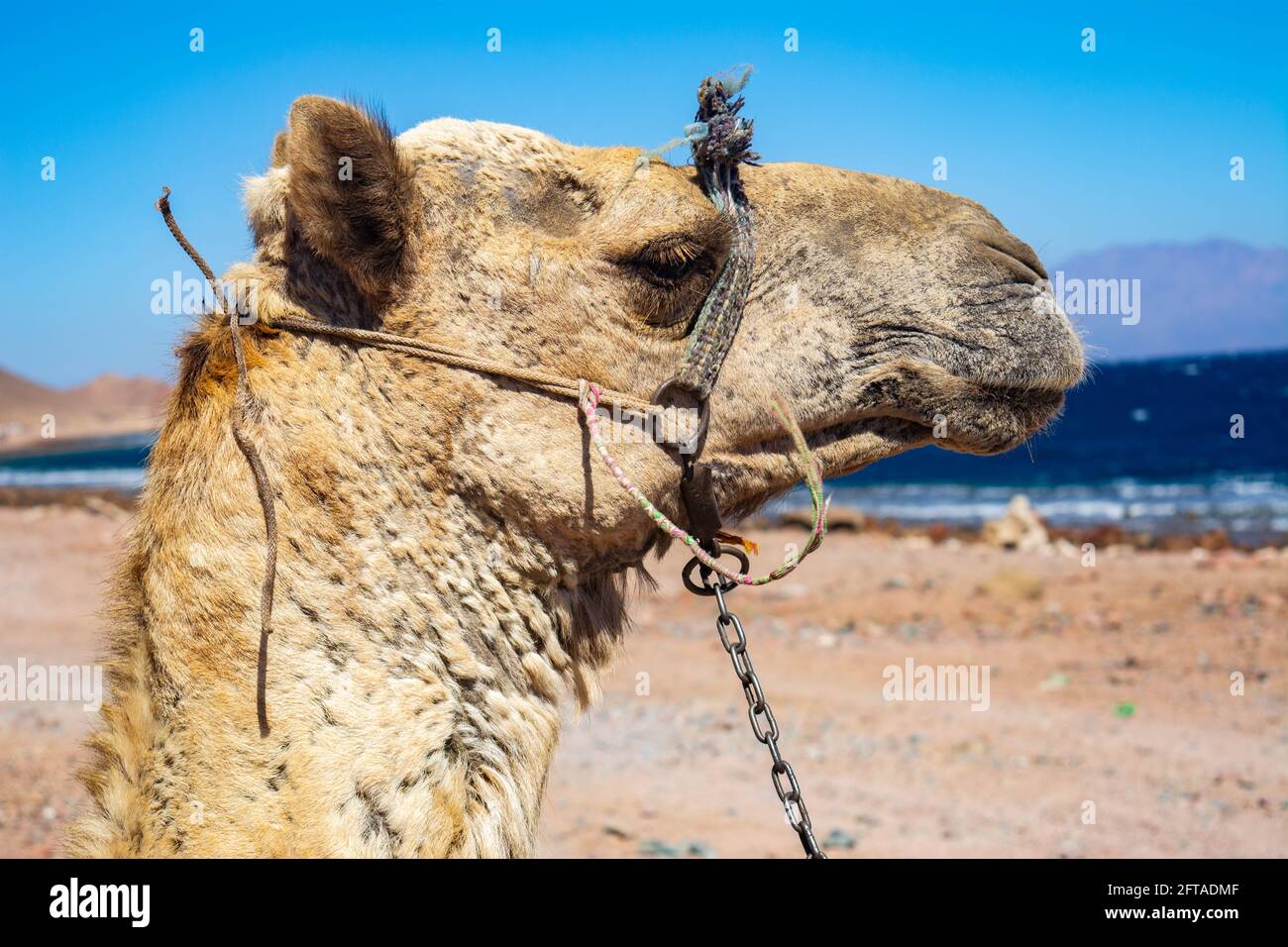 Camel muzzle. Portrait of a camel close up. Egypt, sunny summer day ...