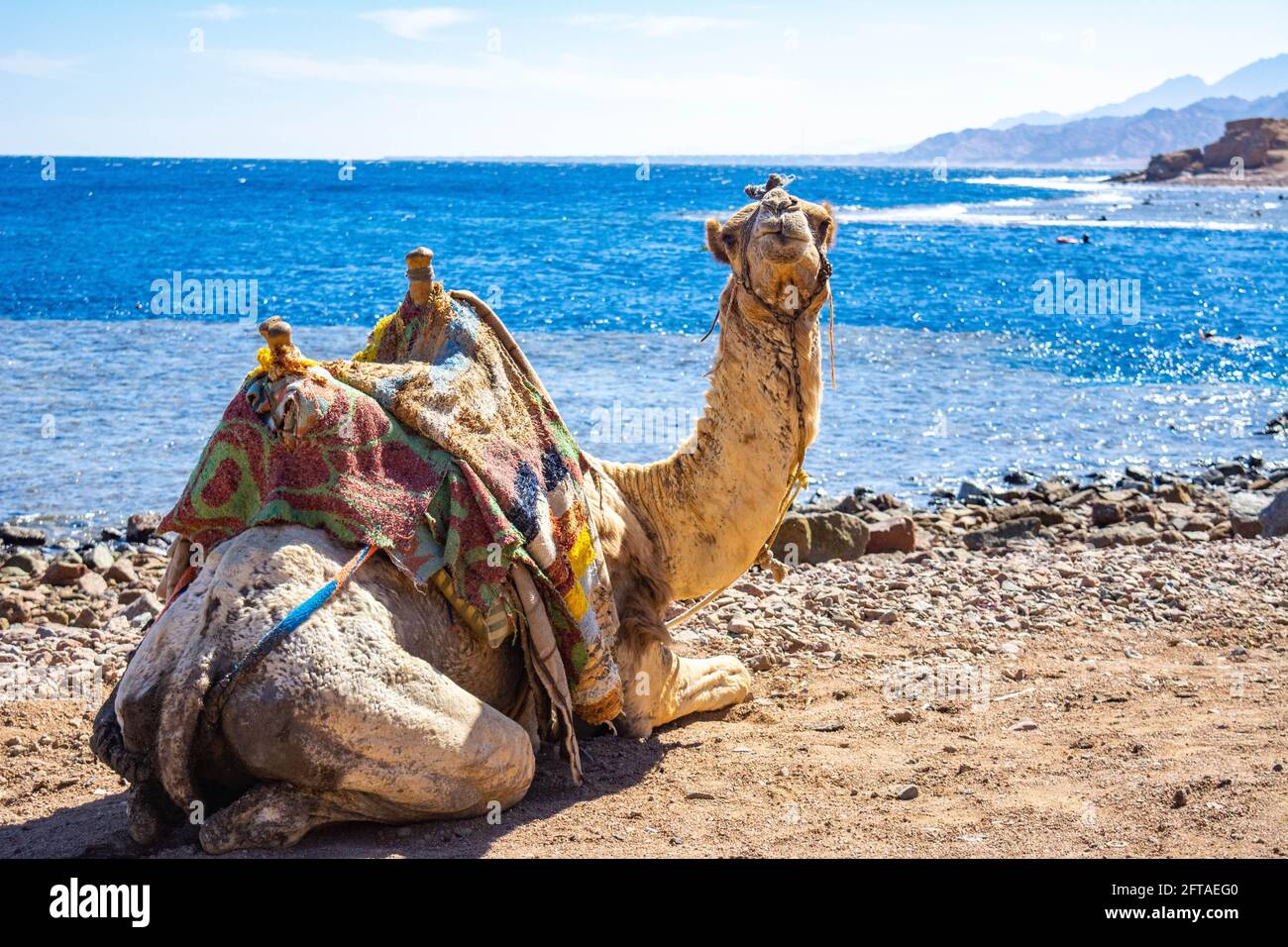 Camel muzzle. Portrait of a camel close up. Egypt, sunny summer day ...