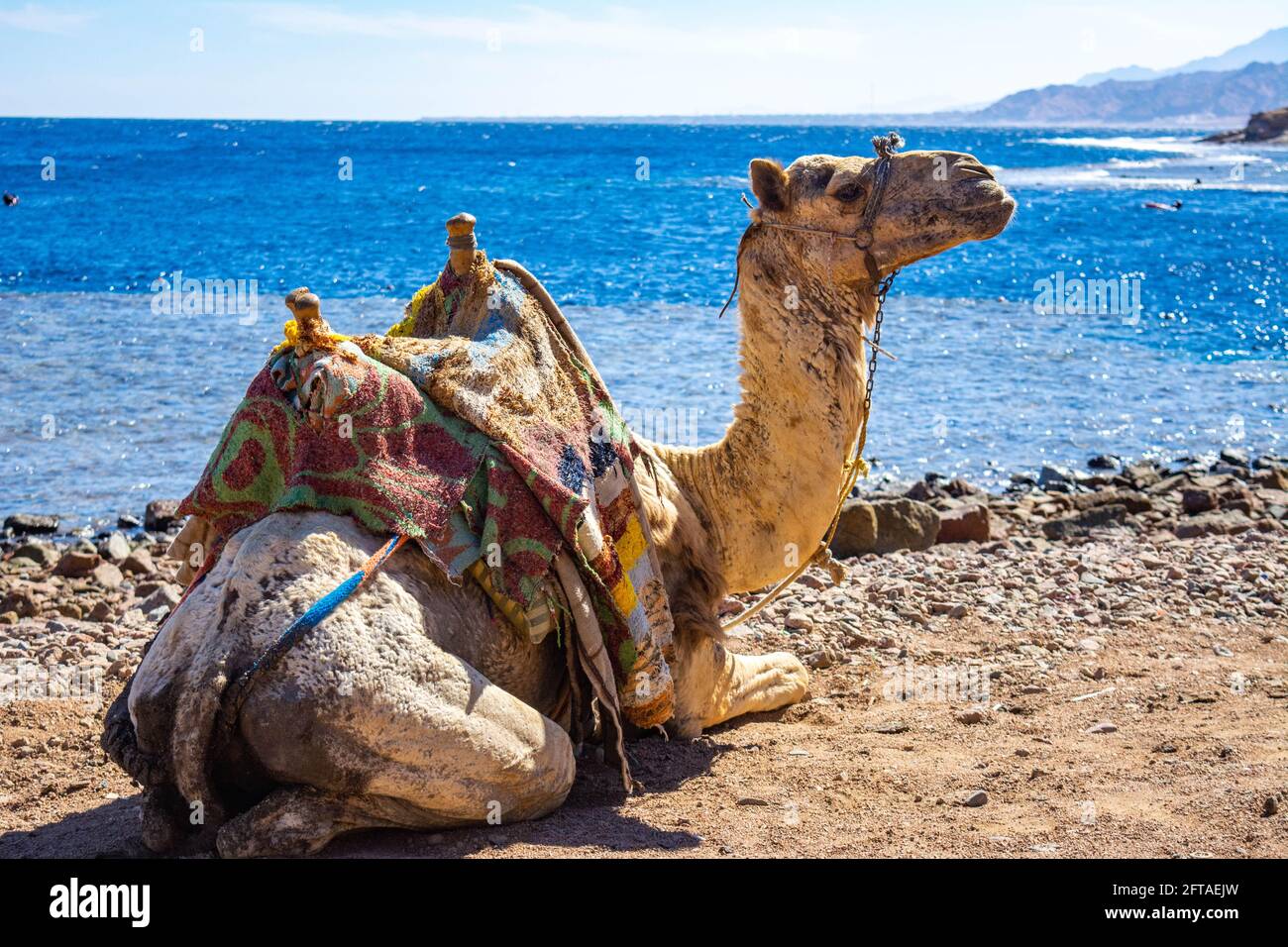 Camel muzzle. Portrait of a camel close up. Egypt, sunny summer day ...