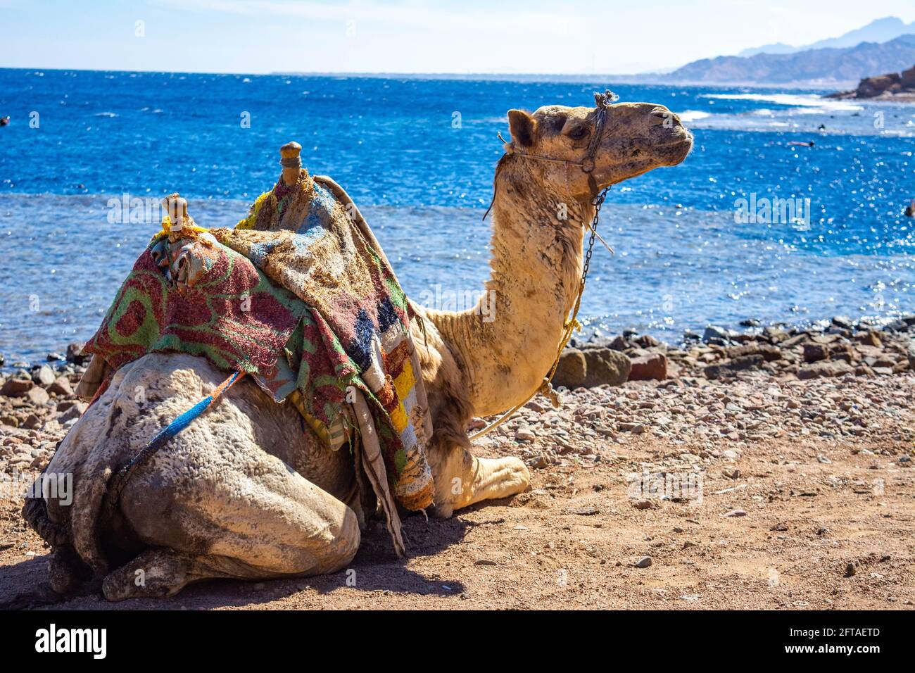 Camel muzzle. Portrait of a camel close up. Egypt, sunny summer day ...