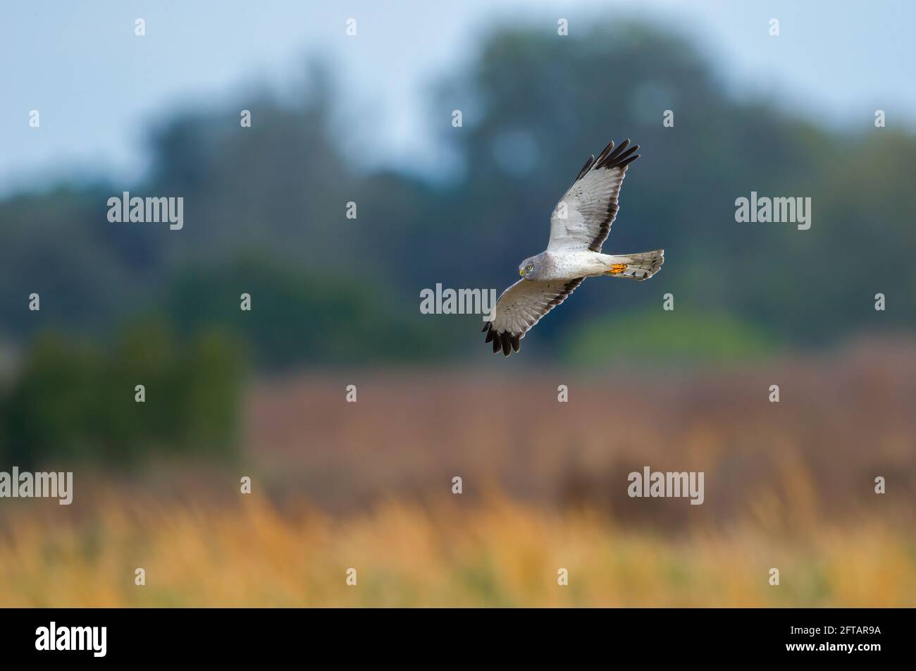 Harrier low flying hi-res stock photography and images - Alamy
