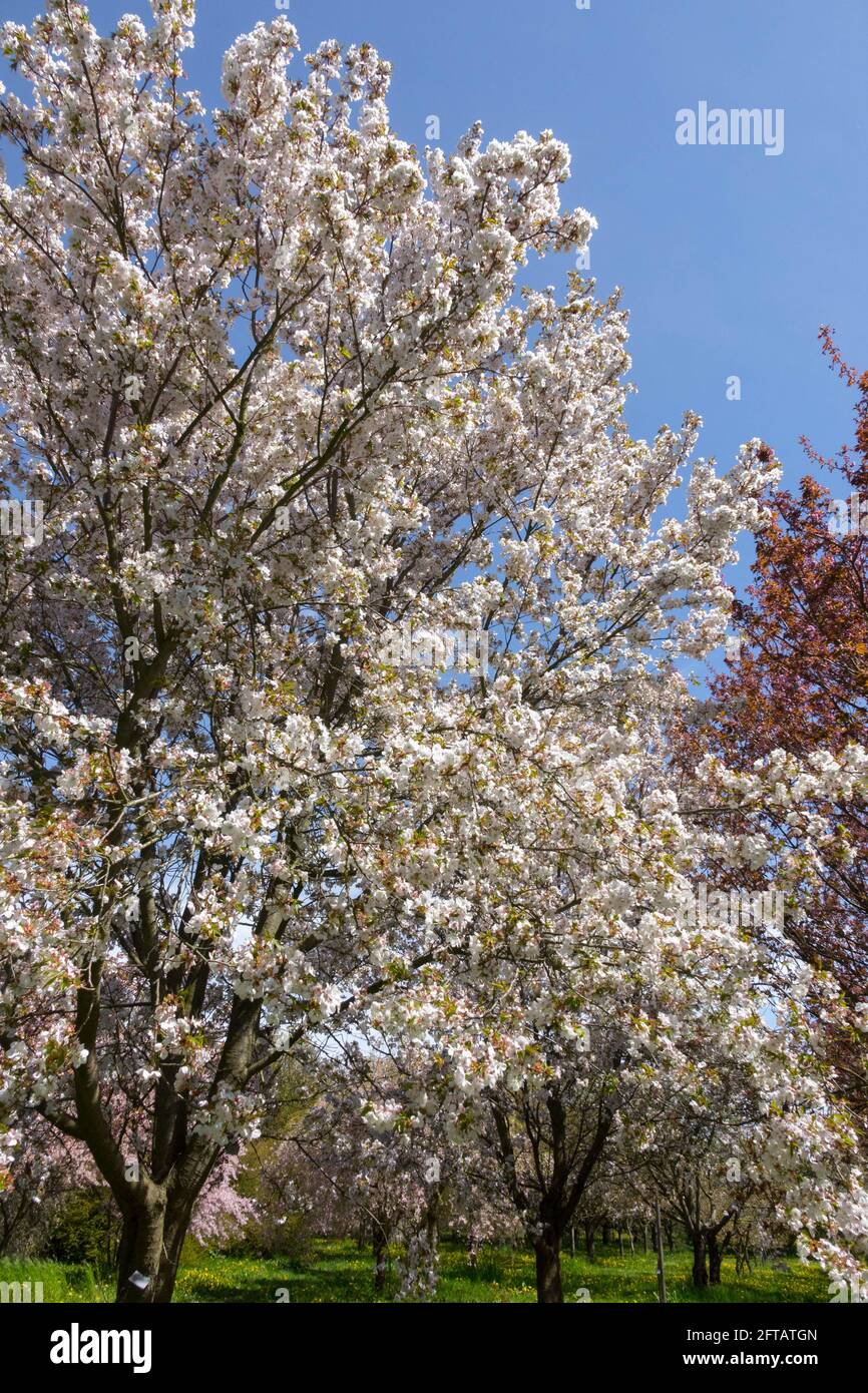 Prunus serrulata sunset boulevard hi-res stock photography and images ...