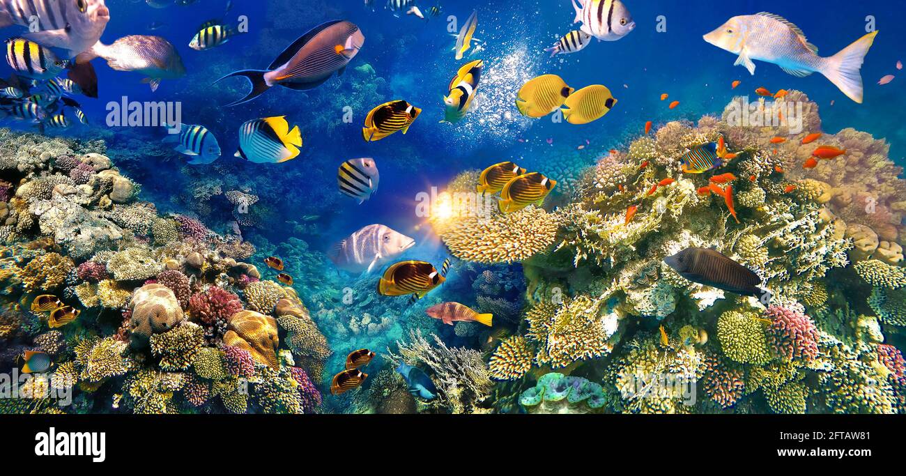 Butterfly fish in the natural environment. Underwater colorful fishes ...