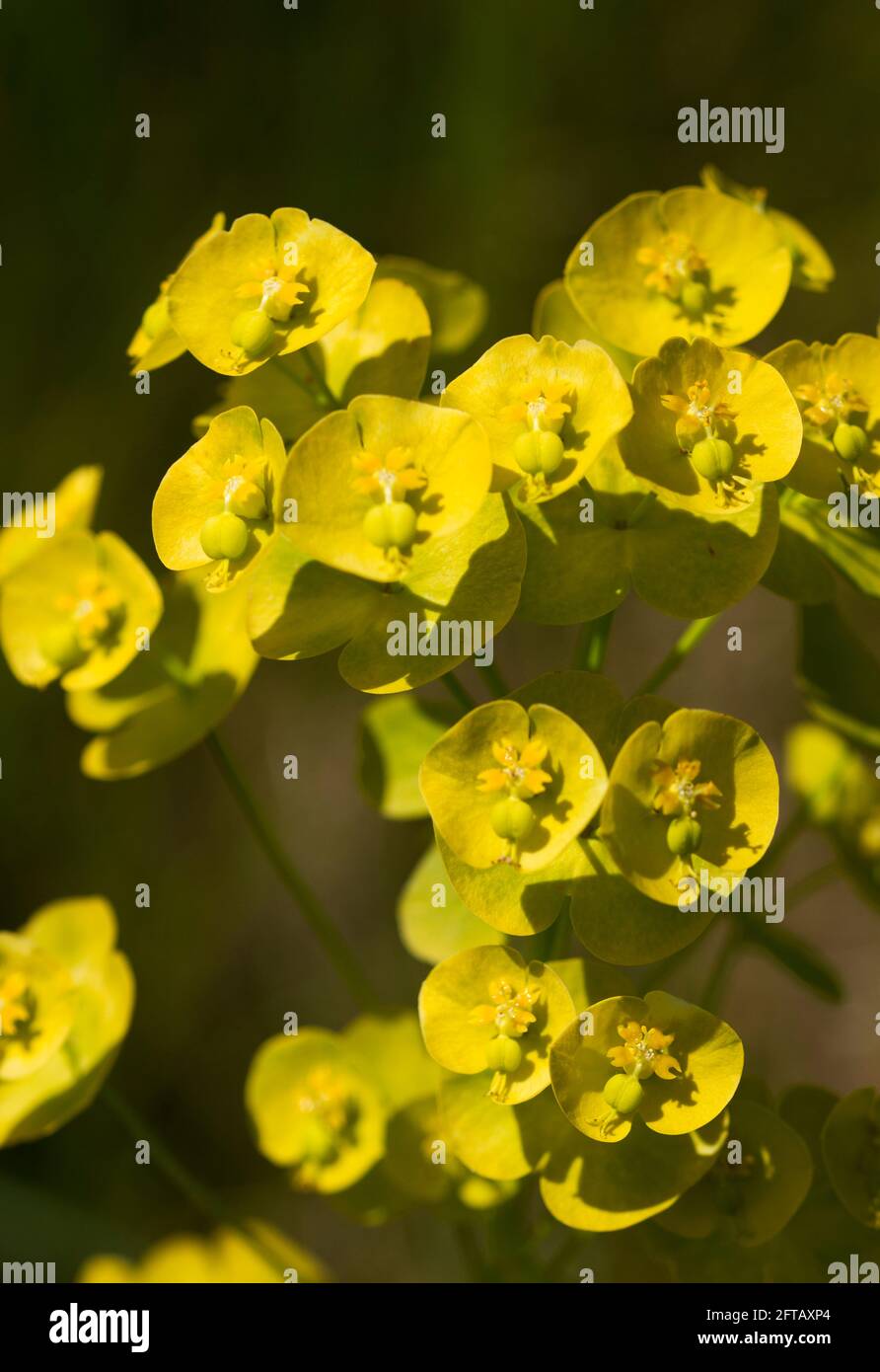 The Wood Spurge is a semi-succulent plant in the Euphorbia family ...
