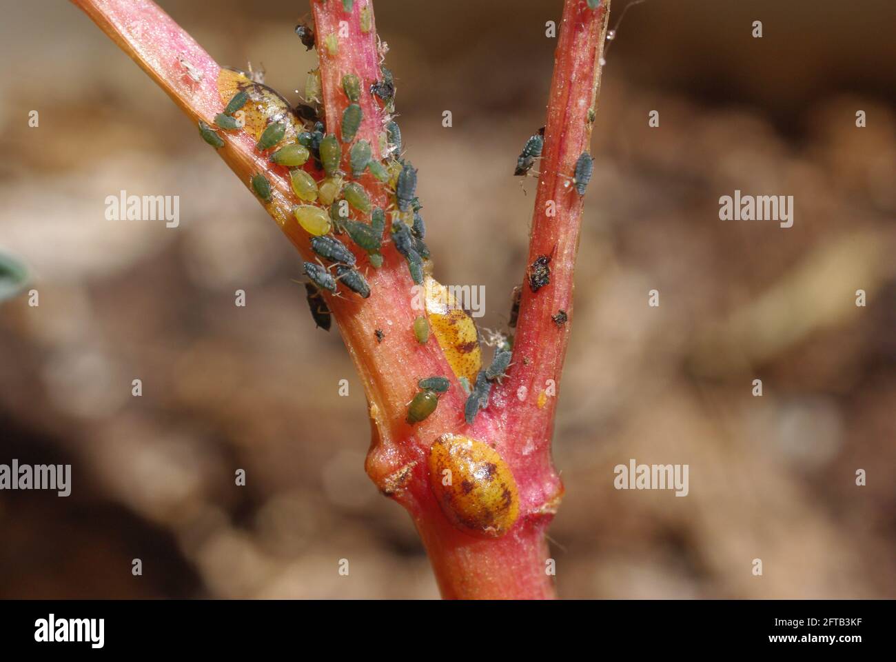 Sap sucking insects hi-res stock photography and images - Alamy
