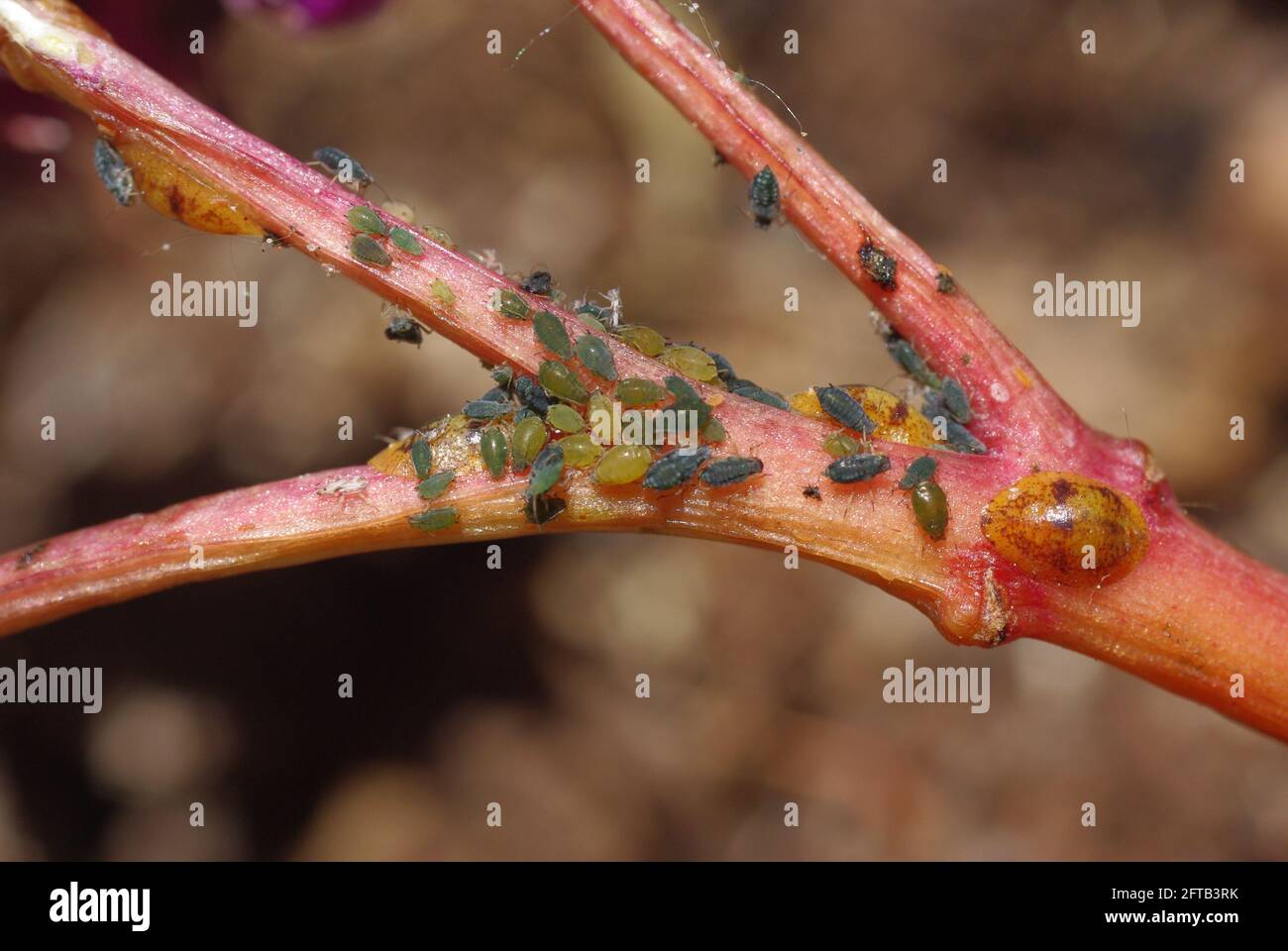 Aphids are small sap-sucking insects and members of the superfamily ...
