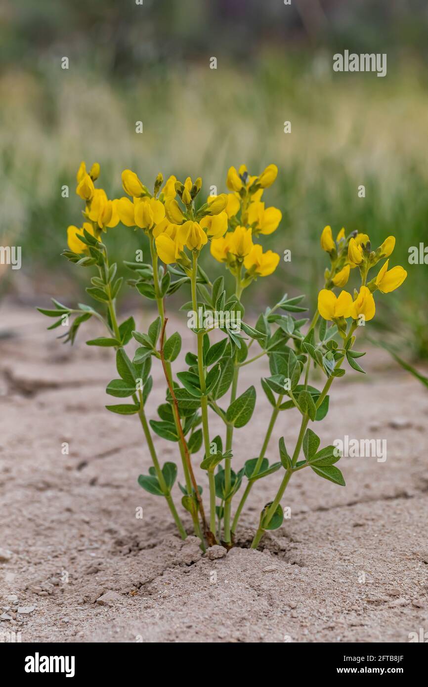 Toadstool Geologic Park, Oglala National Grassland, Nebraska, USA Stock ...