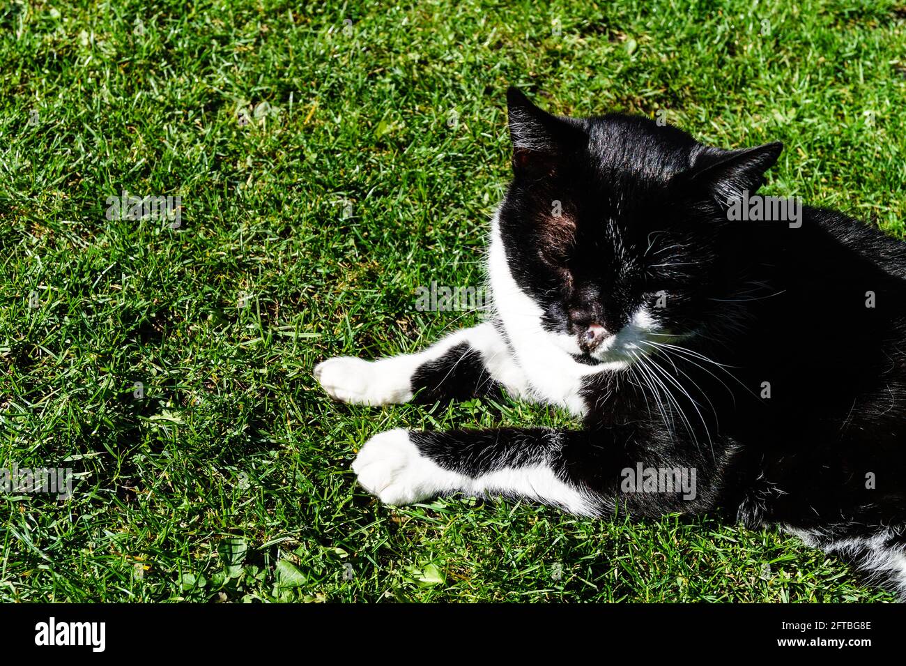 black and white tomcat with no nose Stock Photo - Alamy