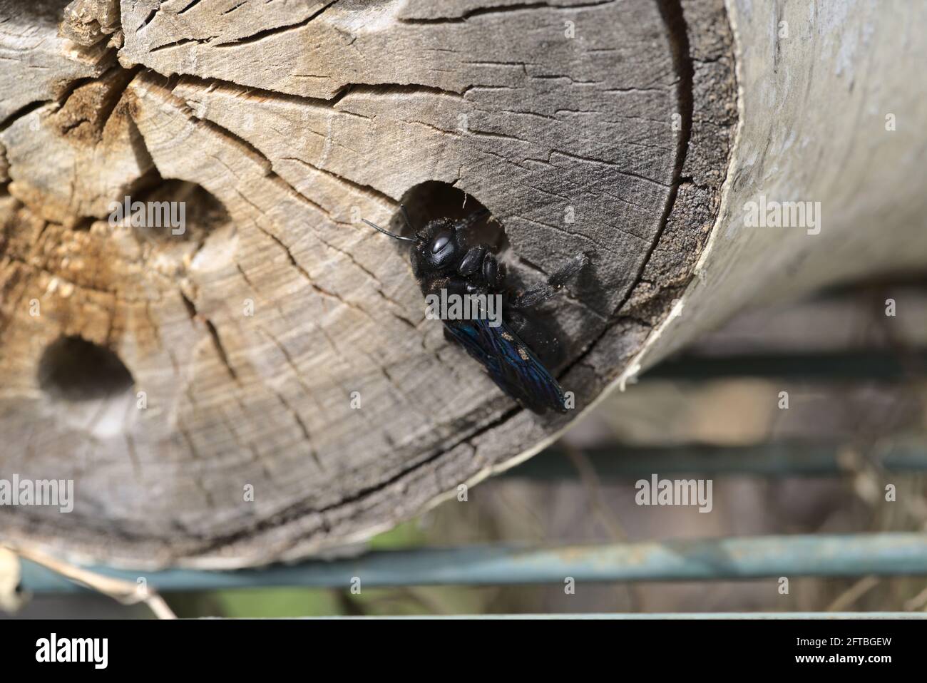 Carpenter bee nest hi-res stock photography and images - Alamy