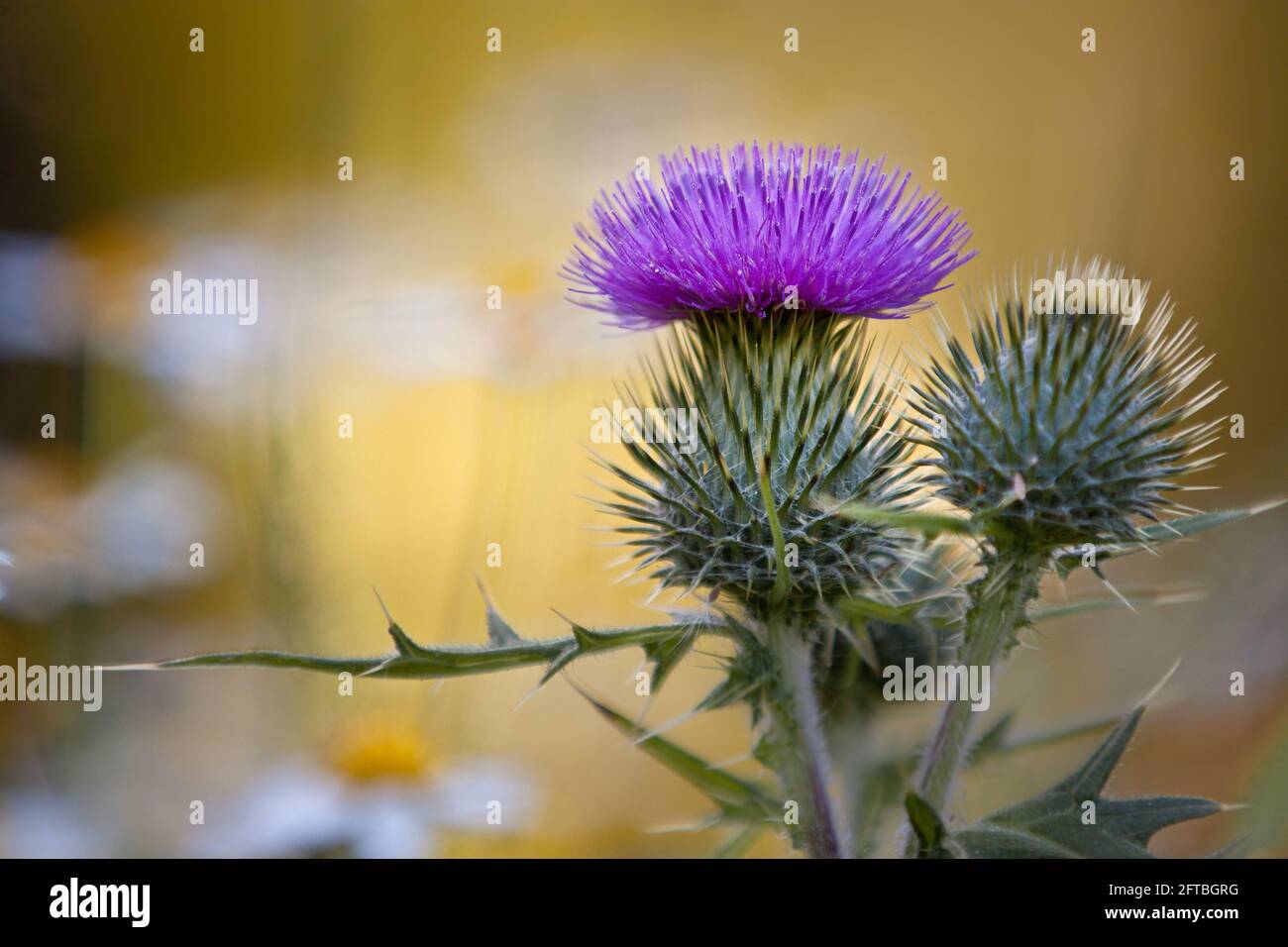Punk flowers hi-res stock photography and images - Alamy
