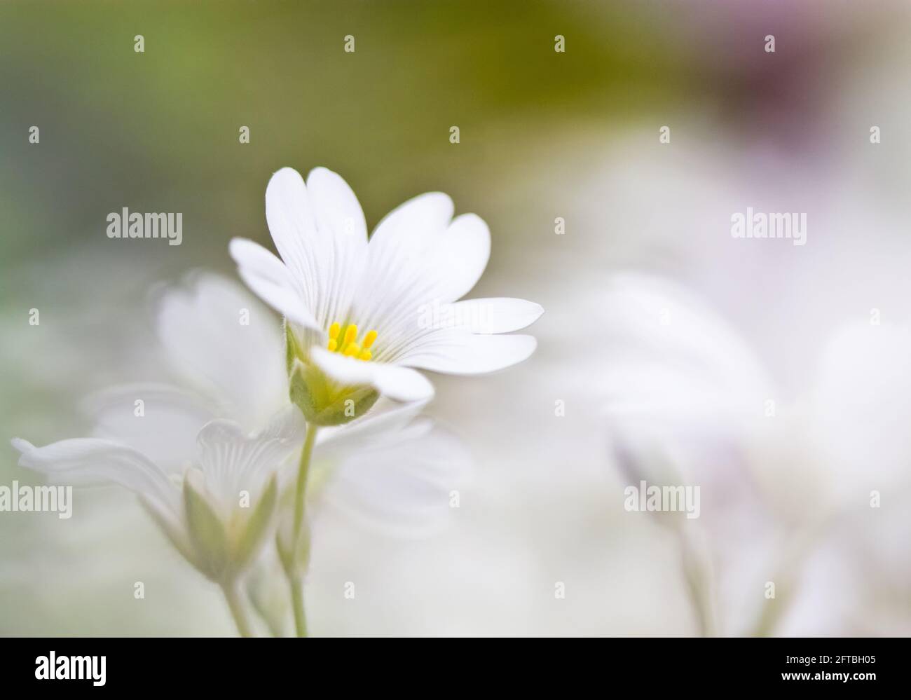 Whisper soft hi-res stock photography and images - Alamy