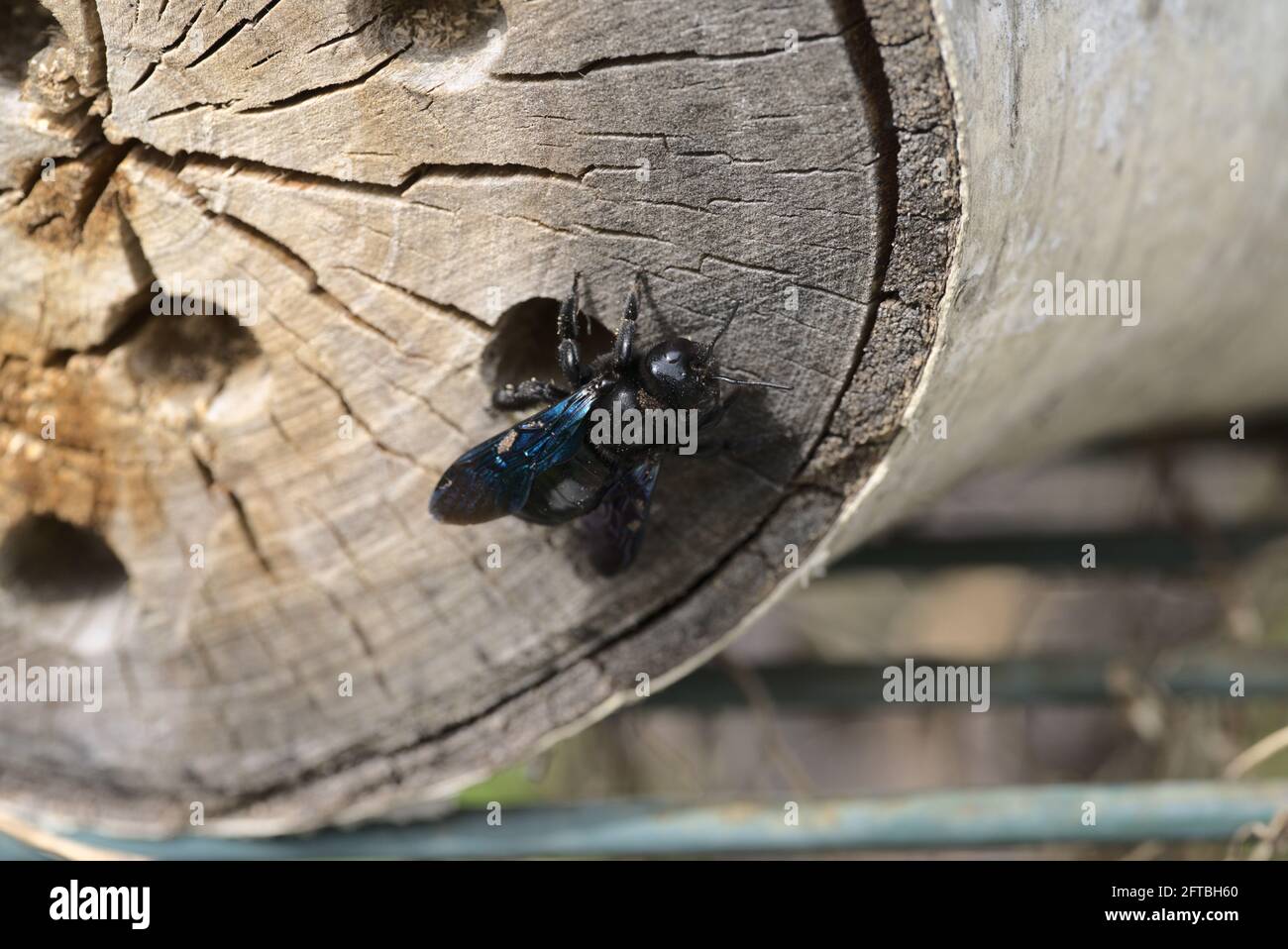 Carpenter bee nest hi-res stock photography and images - Alamy