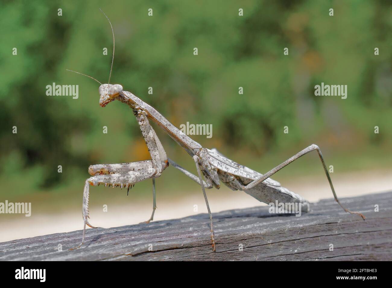 Compound eye with details hi-res stock photography and images - Alamy
