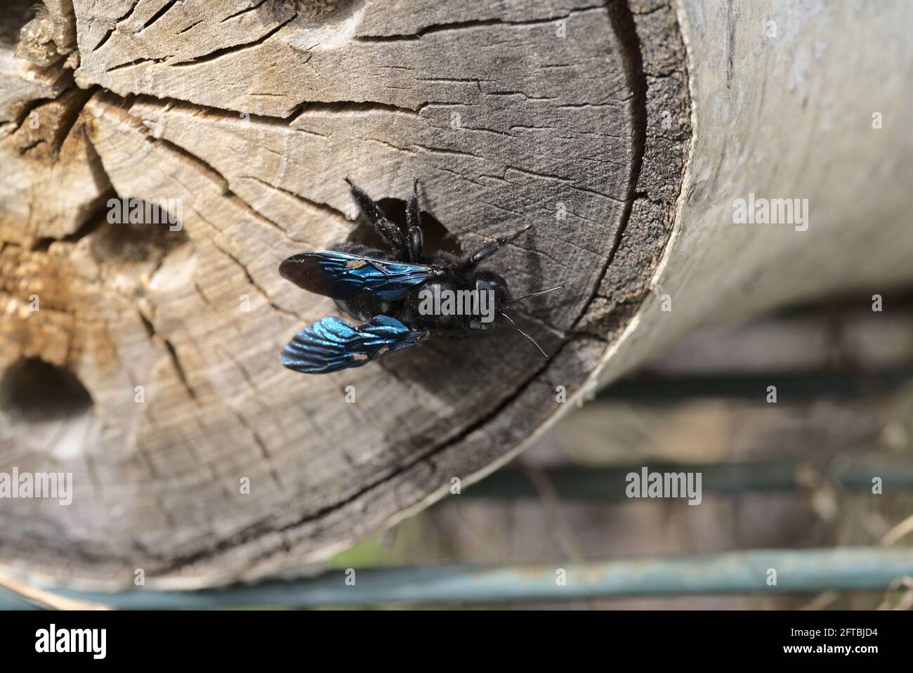 Carpenter Bee at the Entrance of her Nest Stock Photo - Alamy
