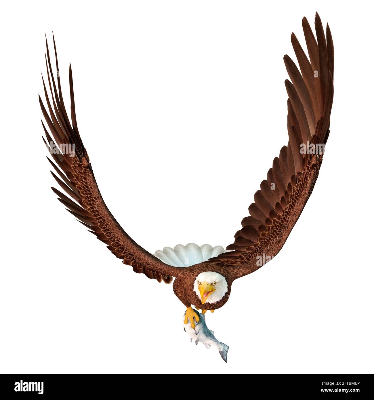 3D rendering of a bald eagle carrying a fish isolated on white ...