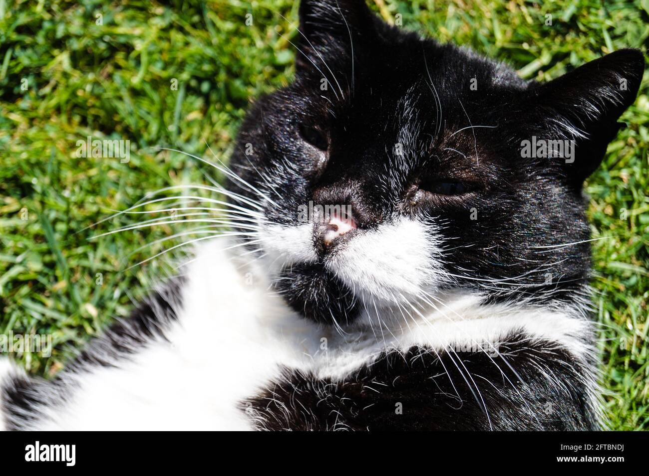 black and white tomcat with no nose Stock Photo - Alamy