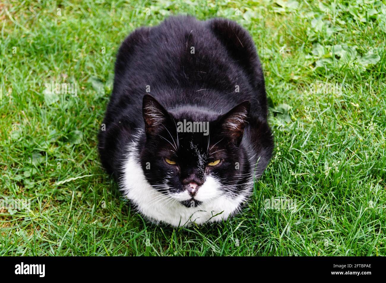 black and white tomcat with no nose Stock Photo - Alamy