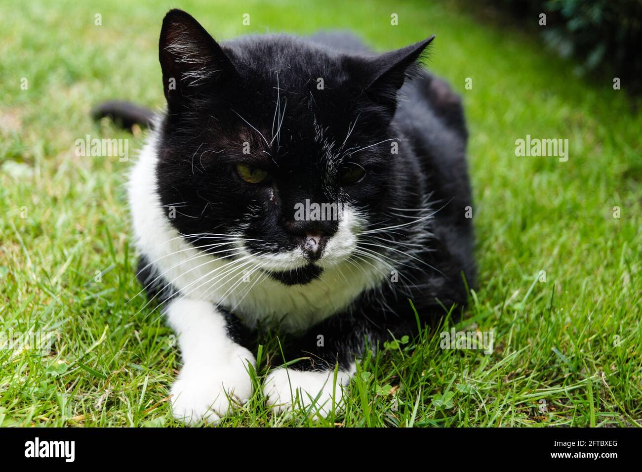 Wite cat hi-res stock photography and images - Alamy