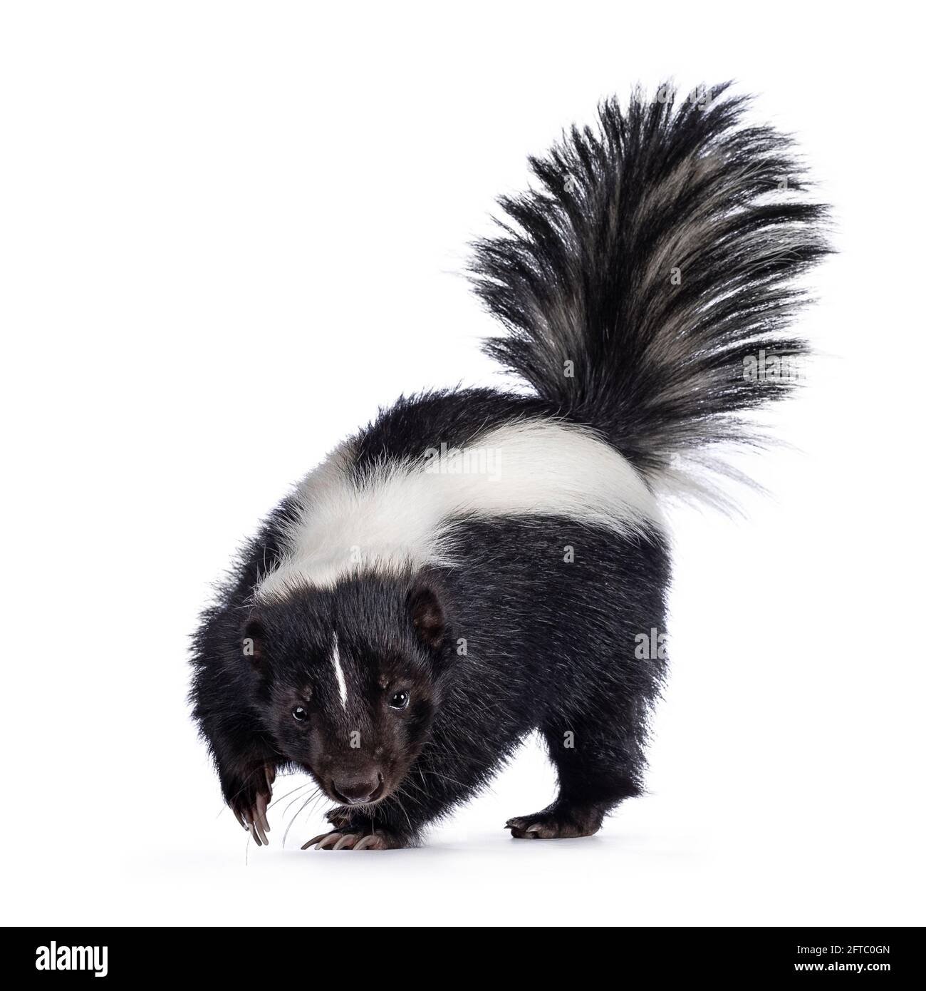 Skunk Black And White