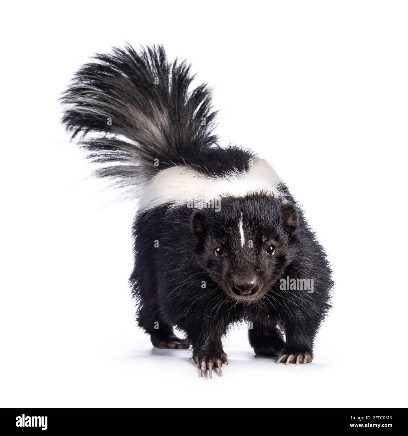 Cute classic black with white stripe young skunk aka Mephitis mephitis ...