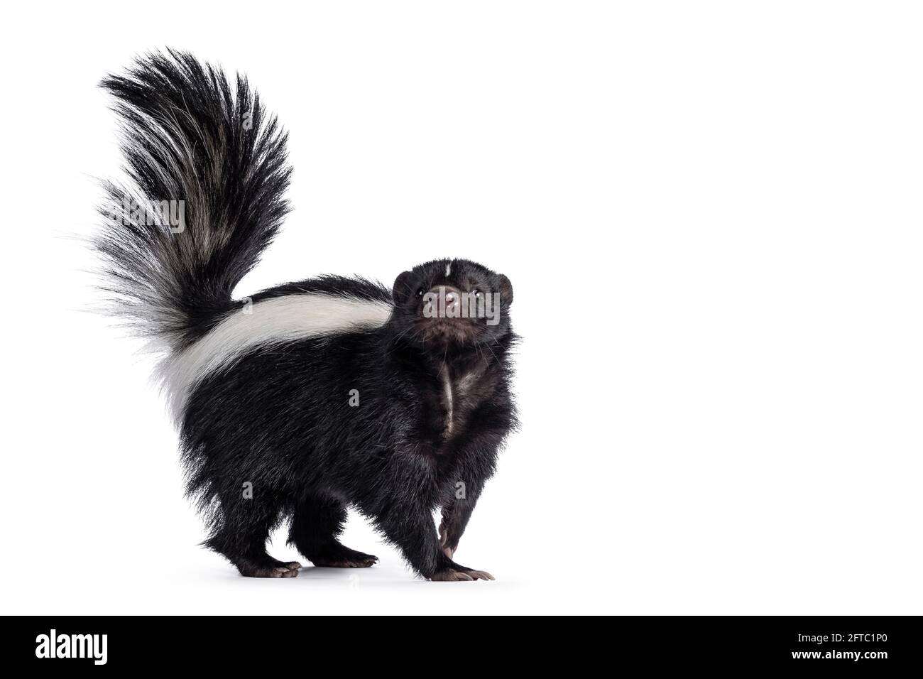 Cute classic black with white stripe young skunk aka Mephitis mephitis ...