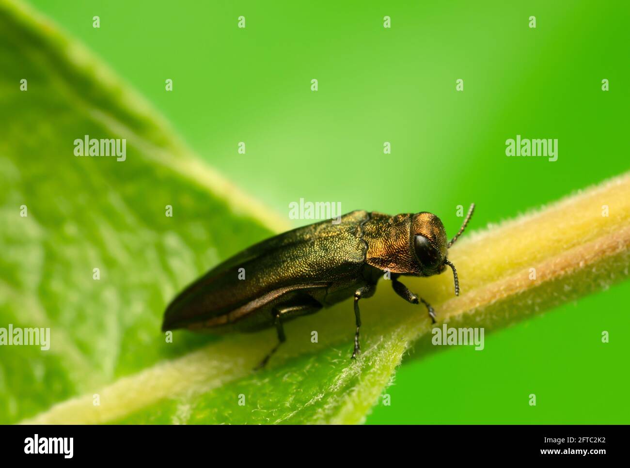 Agrilus jewel beetle on leaf photographed with high magnification Stock ...