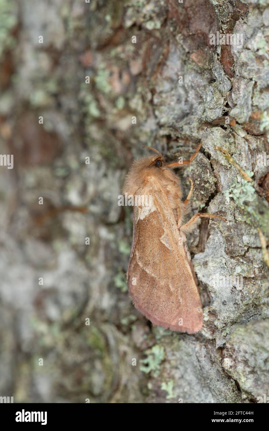 Swift insect hi-res stock photography and images - Alamy