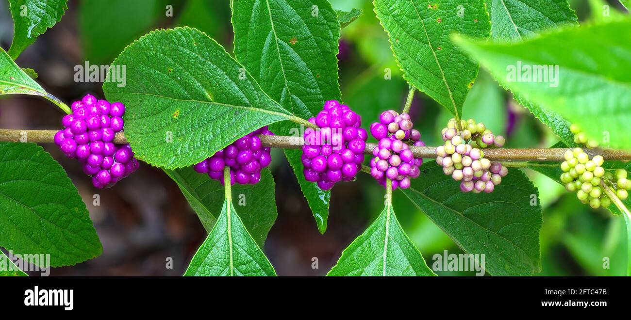Beauty berry hi-res stock photography and images - Alamy