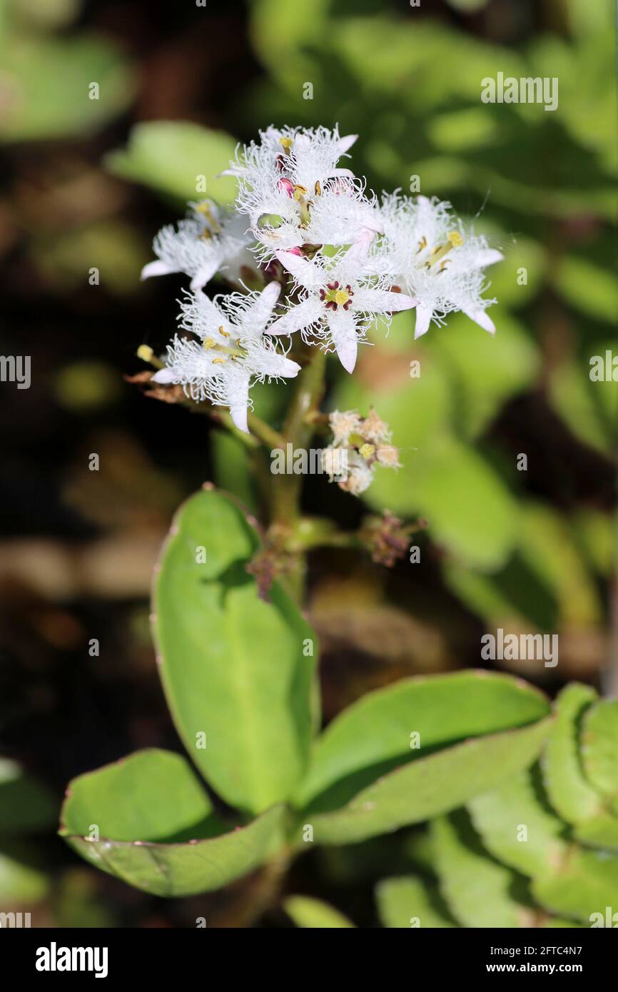 Bogbean Menyanthes trifoliata Stock Photo - Alamy