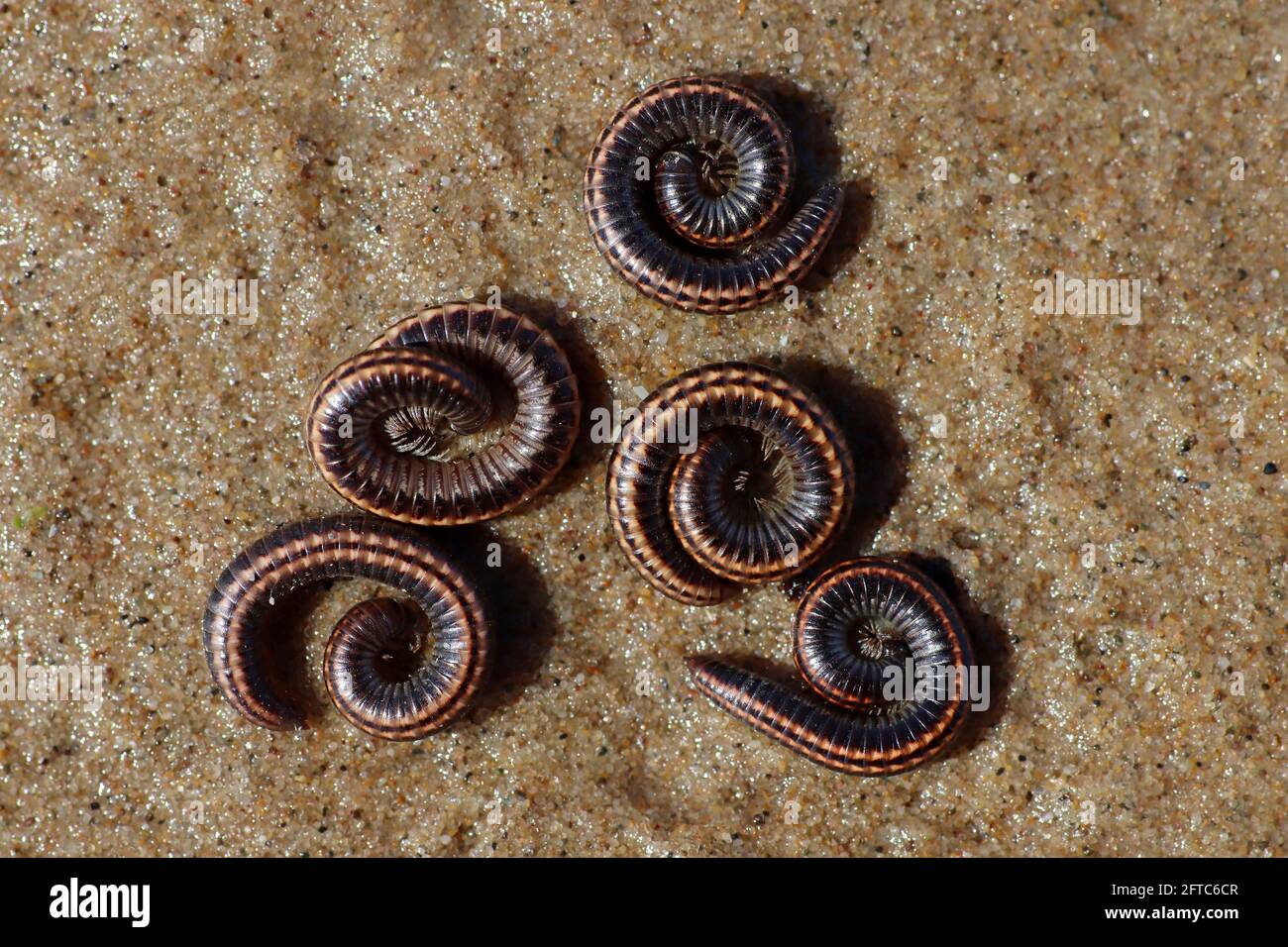 Millipedes High Resolution Stock Photography and Images - Alamy