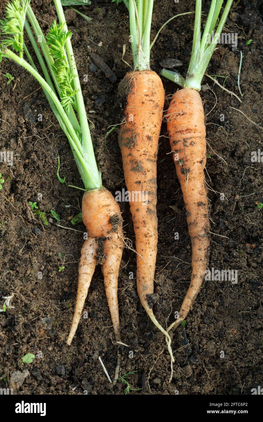 Fresh homegrown carrots from the ground Stock Photo - Alamy